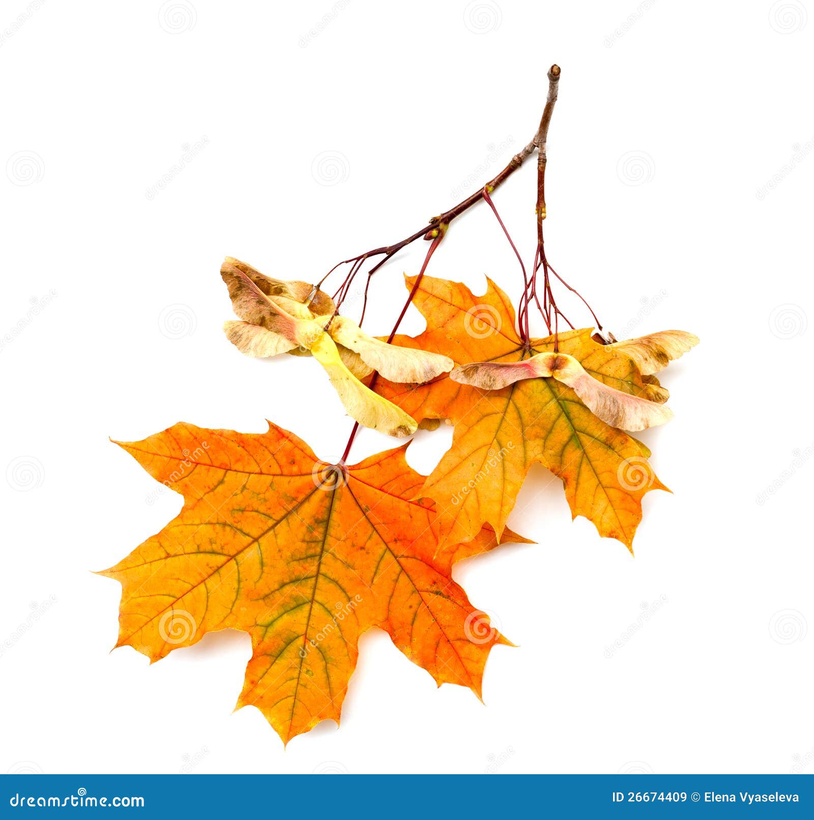 Maple Branch with Seeds and Leaves Stock Image - Image of plant, orange ...