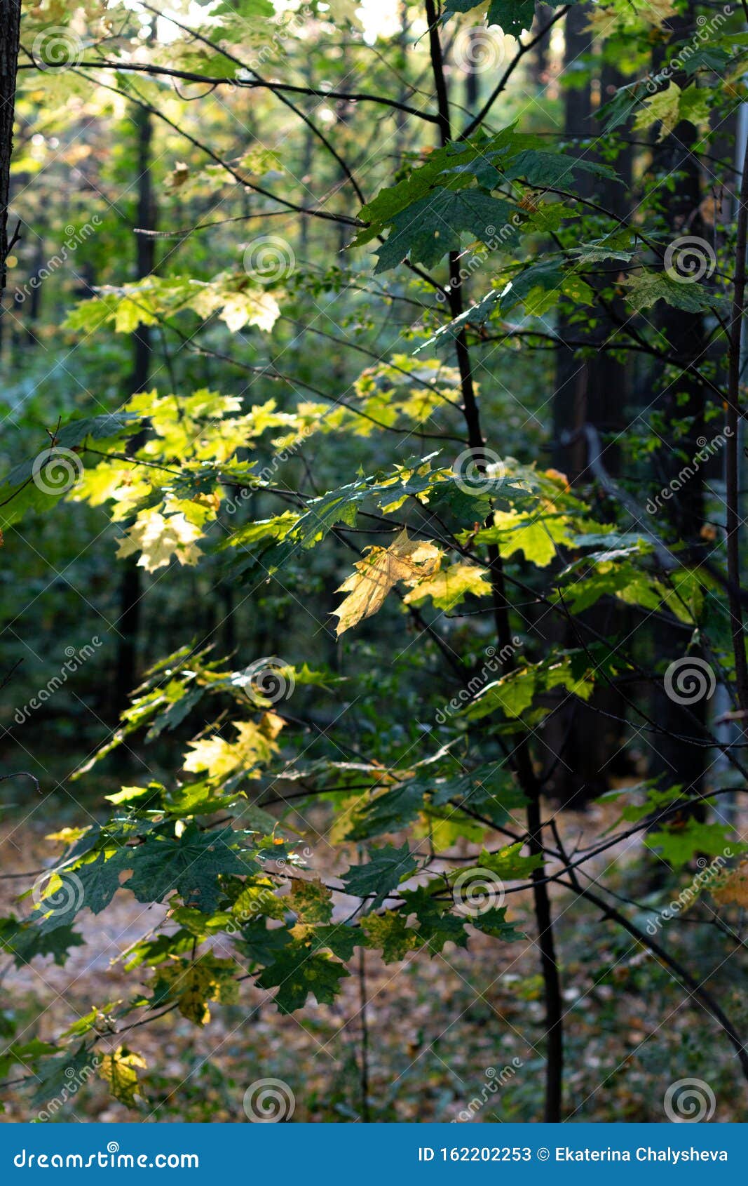 Maple Branch in September Forest, Nature Beautiful Background Stock ...