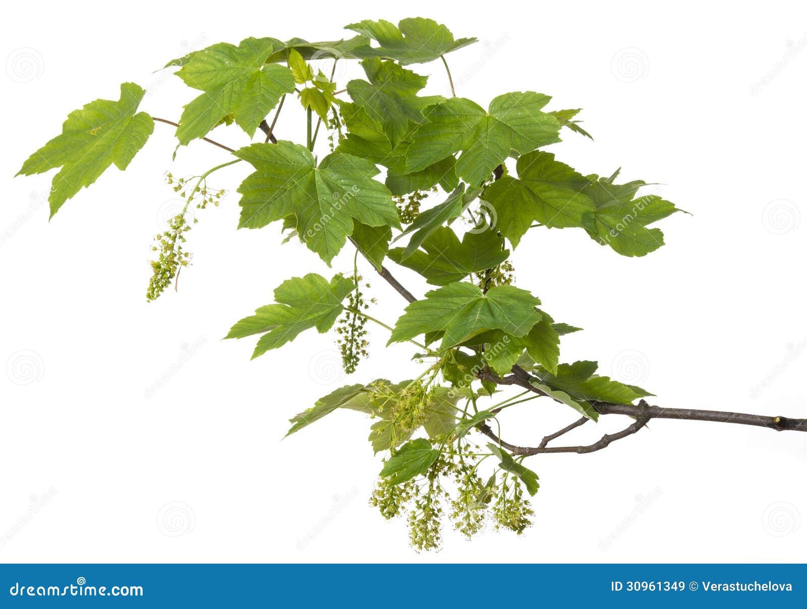 Maple branch stock image. Image of nature, summer, macro - 30961349