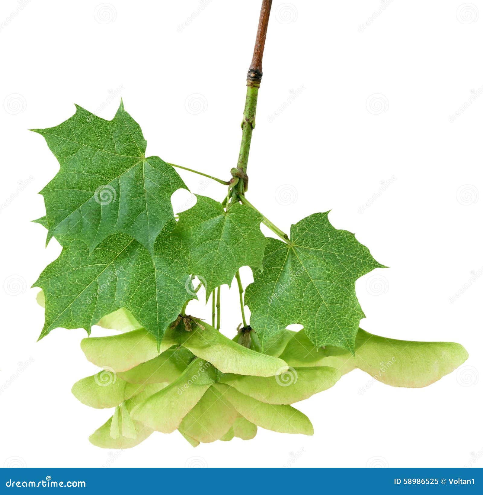 Maple Branch on White Background Stock Image - Image of macro, stem ...