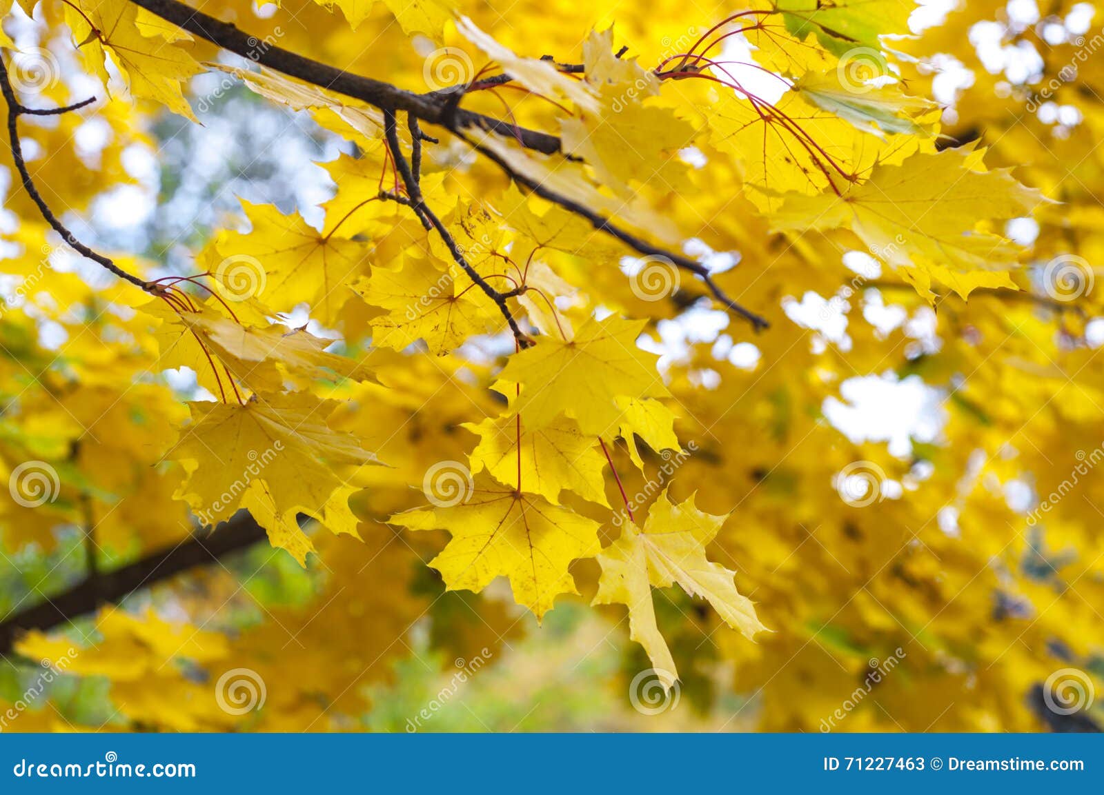 Maple branch stock image. Image of maple, plants, yellow - 71227463