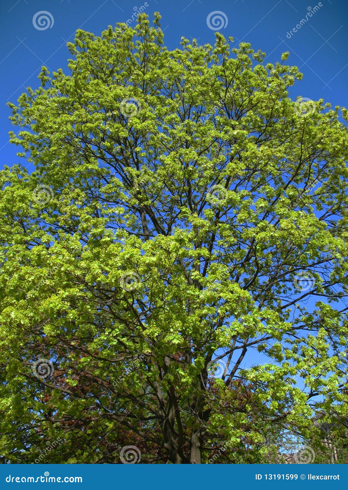 Maple branches stock image. Image of bloom, bright, tender - 13191599