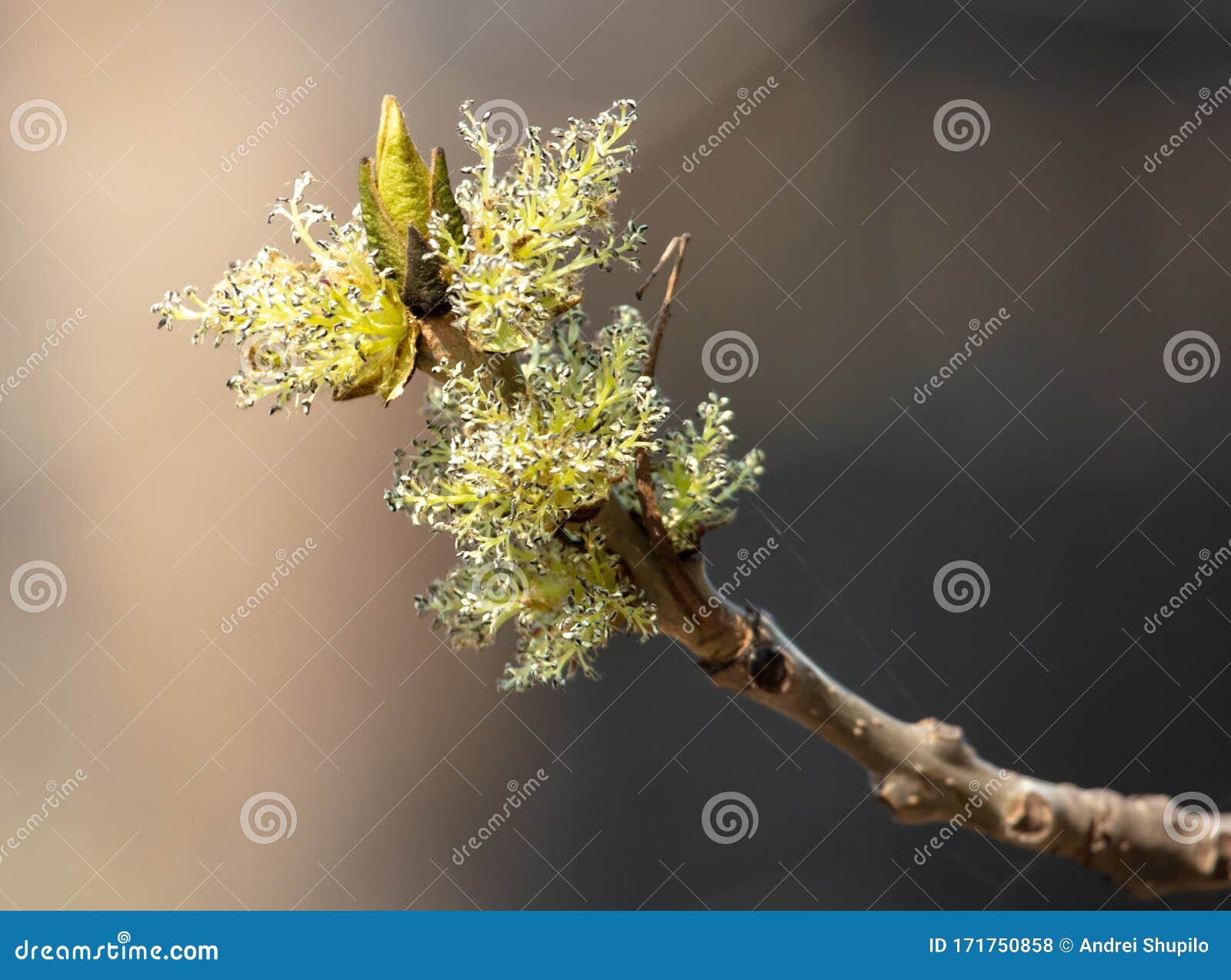 The Maple Bud Opened in the Spring Stock Photo - Image of plant, branch ...