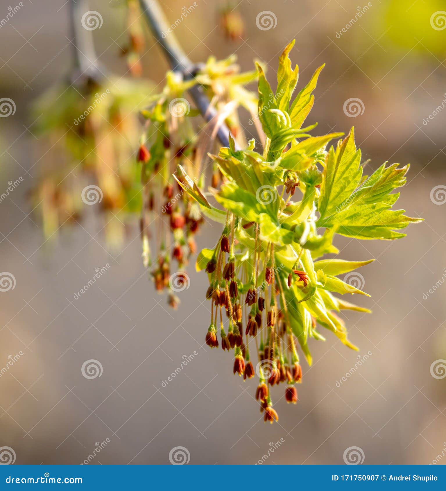 The Maple Bud Opened in the Spring Stock Image - Image of nature ...
