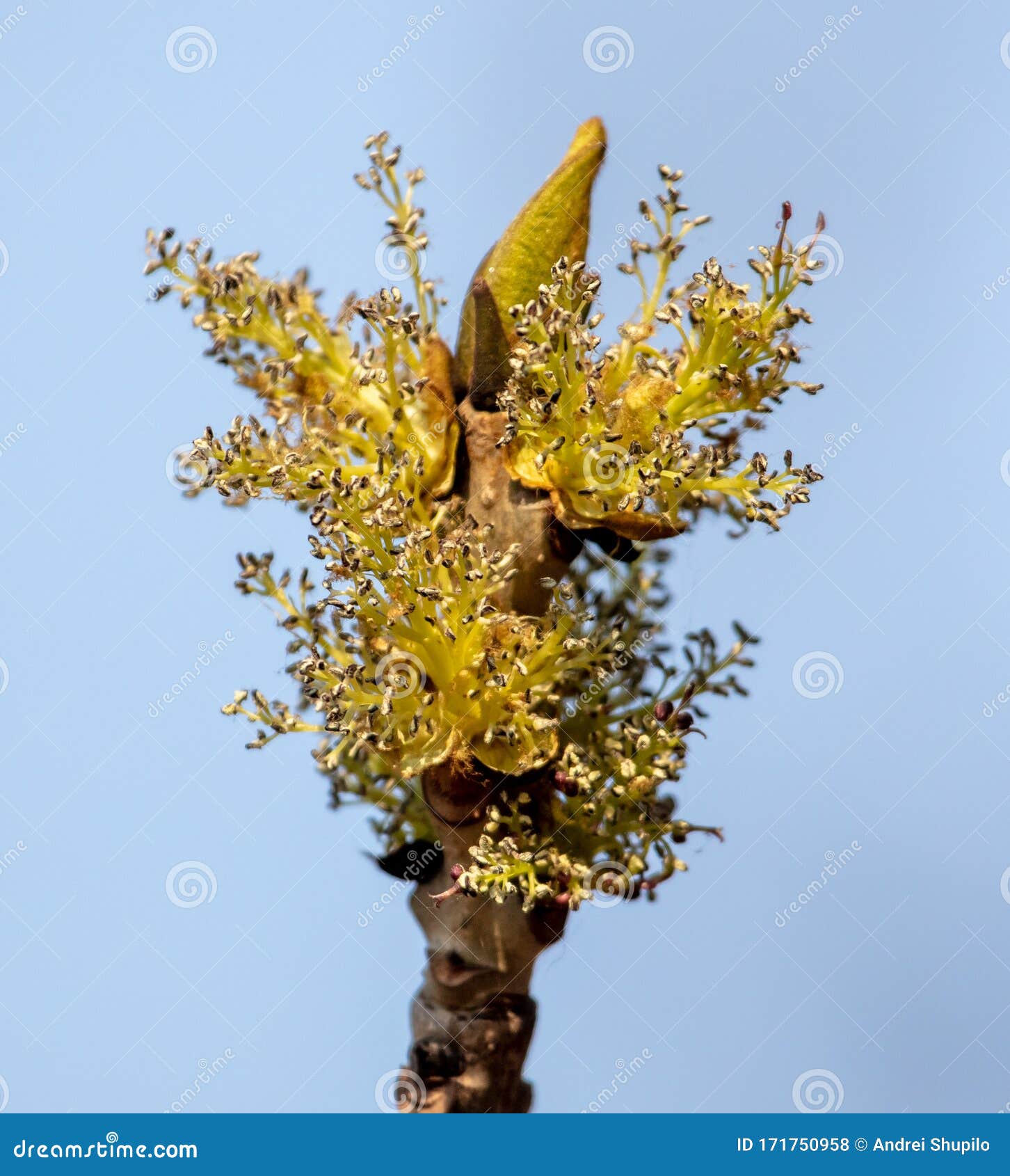 The Maple Bud Opened in the Spring Stock Photo - Image of foliage ...