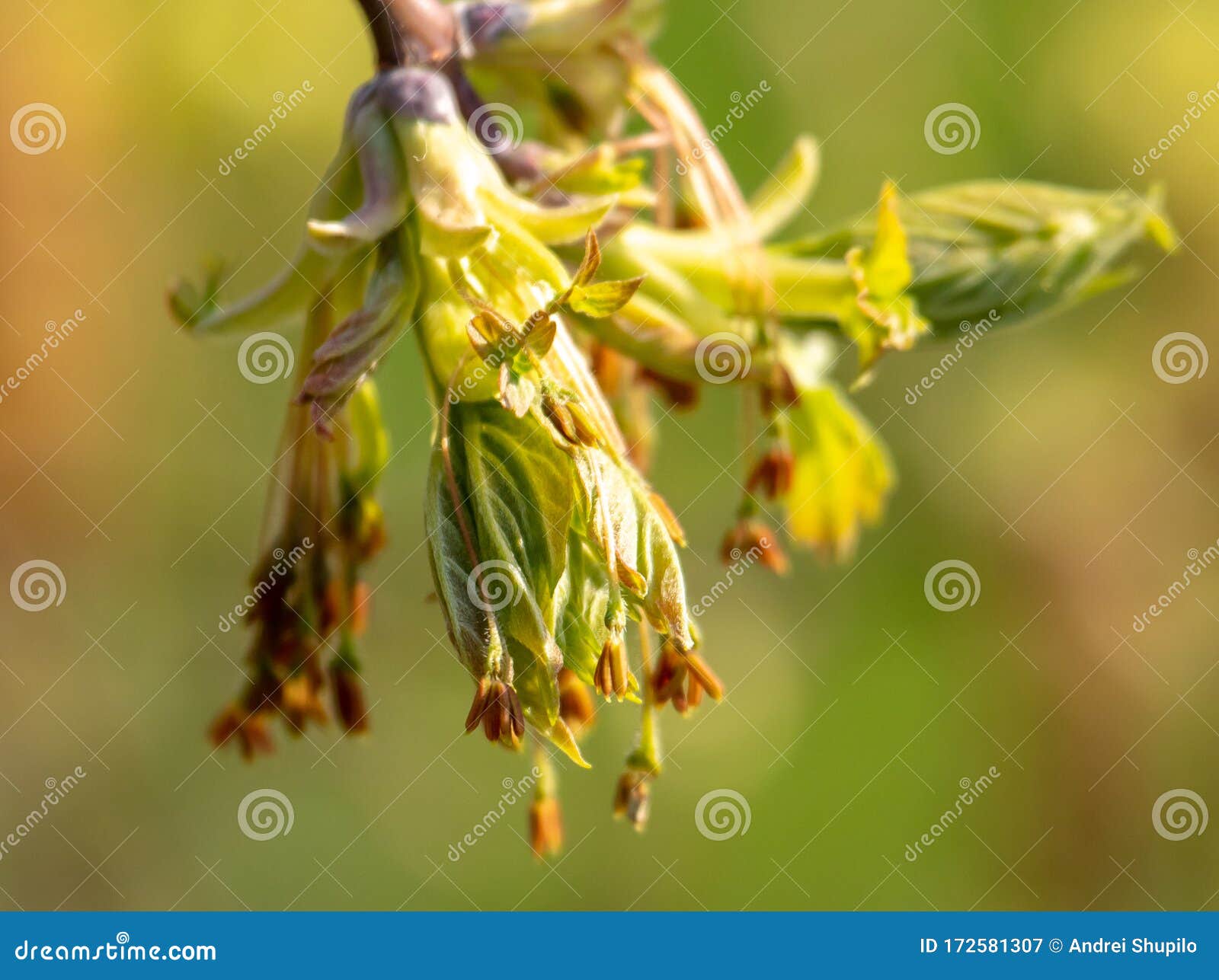 The Maple Bud Opened in the Spring Stock Image - Image of summer ...