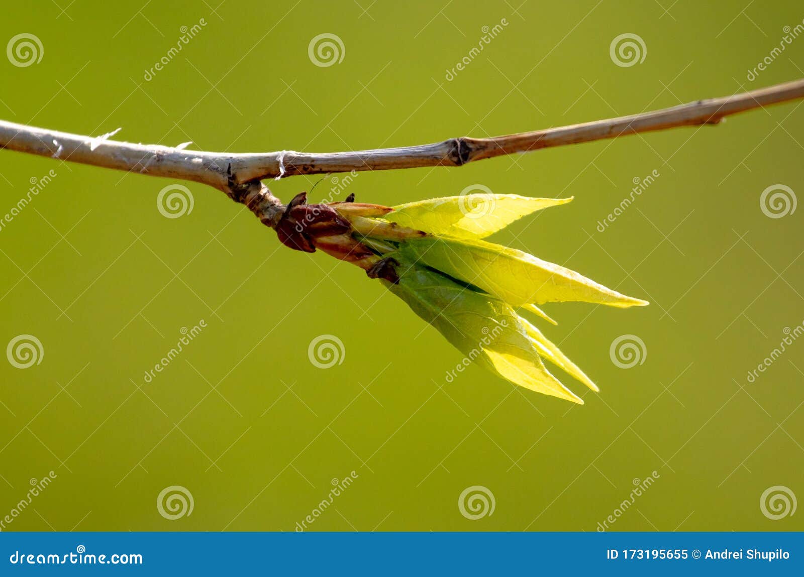 The Maple Bud Opened in the Spring Stock Image - Image of bloom ...