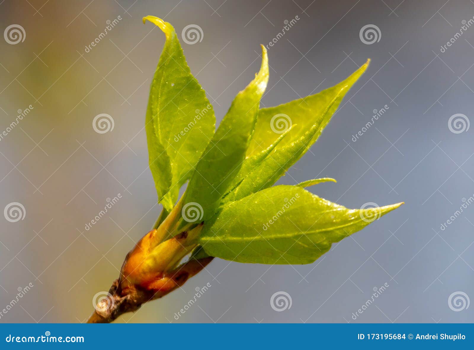 The Maple Bud Opened in the Spring Stock Photo - Image of leaf, beauty ...
