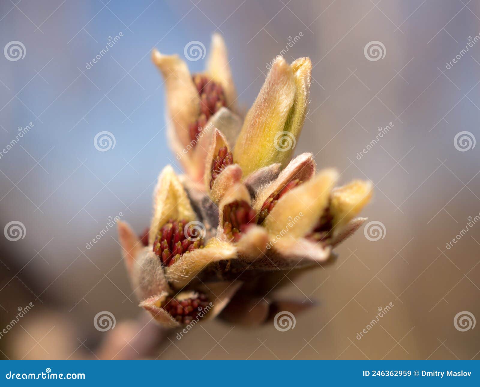 Maple buds close up stock image. Image of spring, detail - 246362959