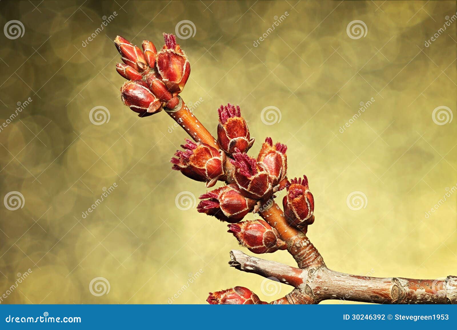 Maple Tree Buds stock photo. Image of elegant, detail - 30246392