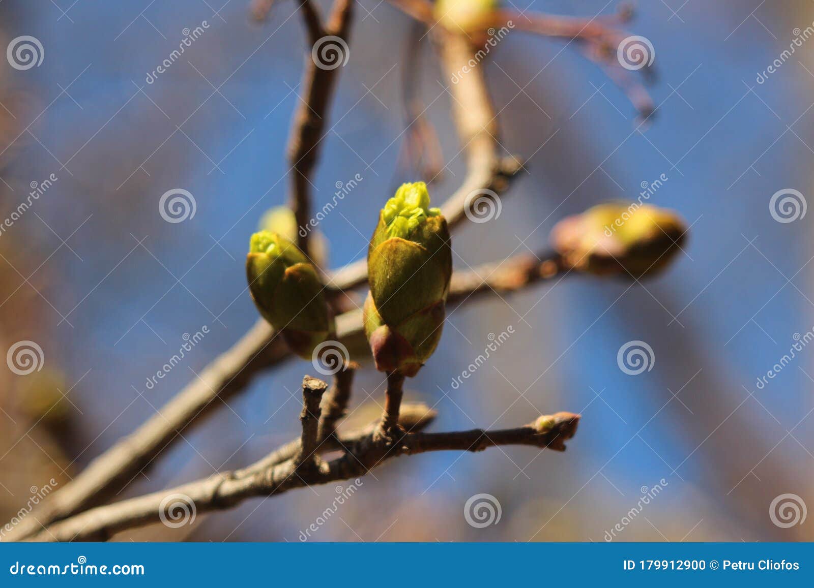 Maple buds on spring day stock photo. Image of abstract - 179912900