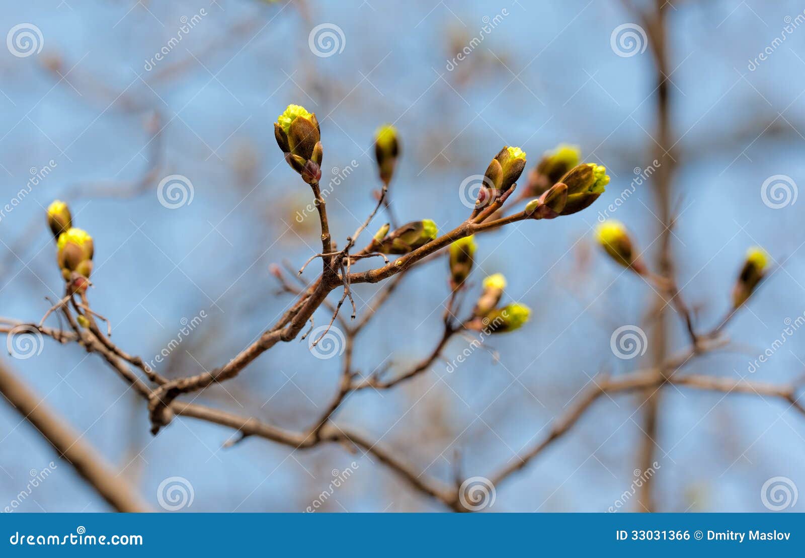 Maple buds in spring stock photo. Image of leaf, growth - 33031366