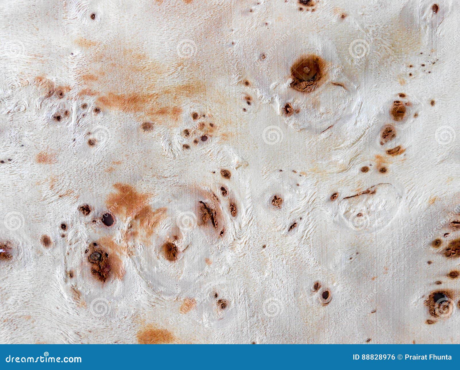 Maple Burl Wood Grain Texture. Stock Photo - Image of maple, building ...