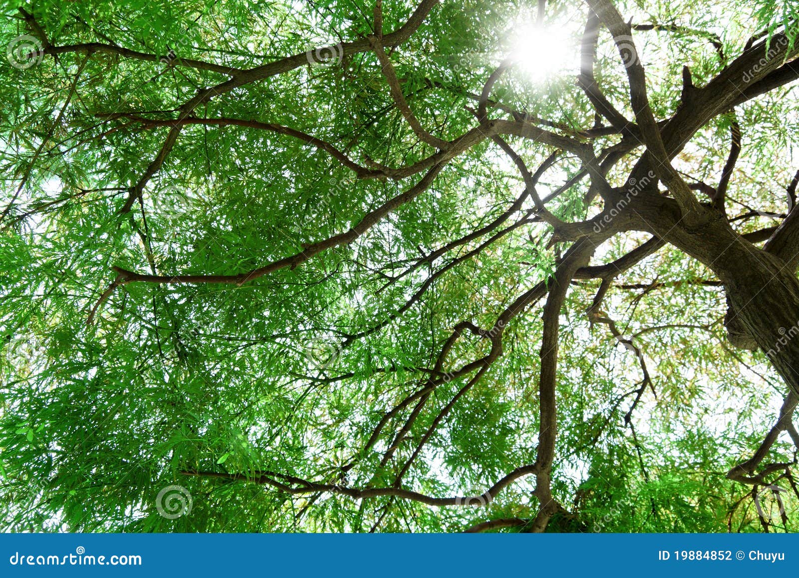 Maple canopy stock photo. Image of foliage, fall, natural - 19884852