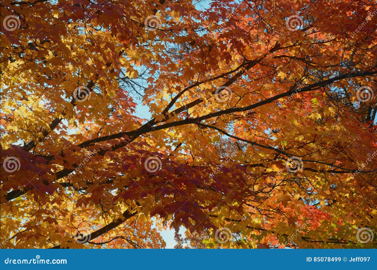 Maple Canopy - Autumn Perspective Stock Image - Image of foliage ...