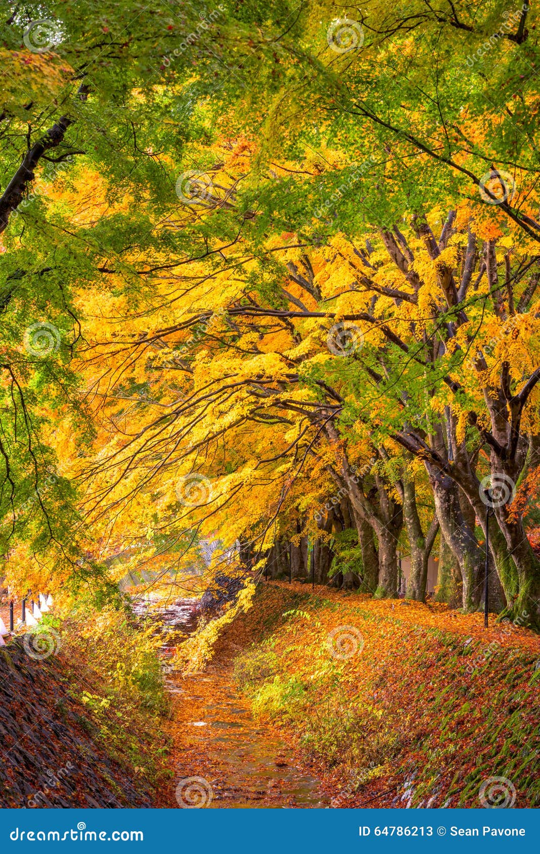 Maple Corridor of Japan stock image. Image of green, scene - 64786213