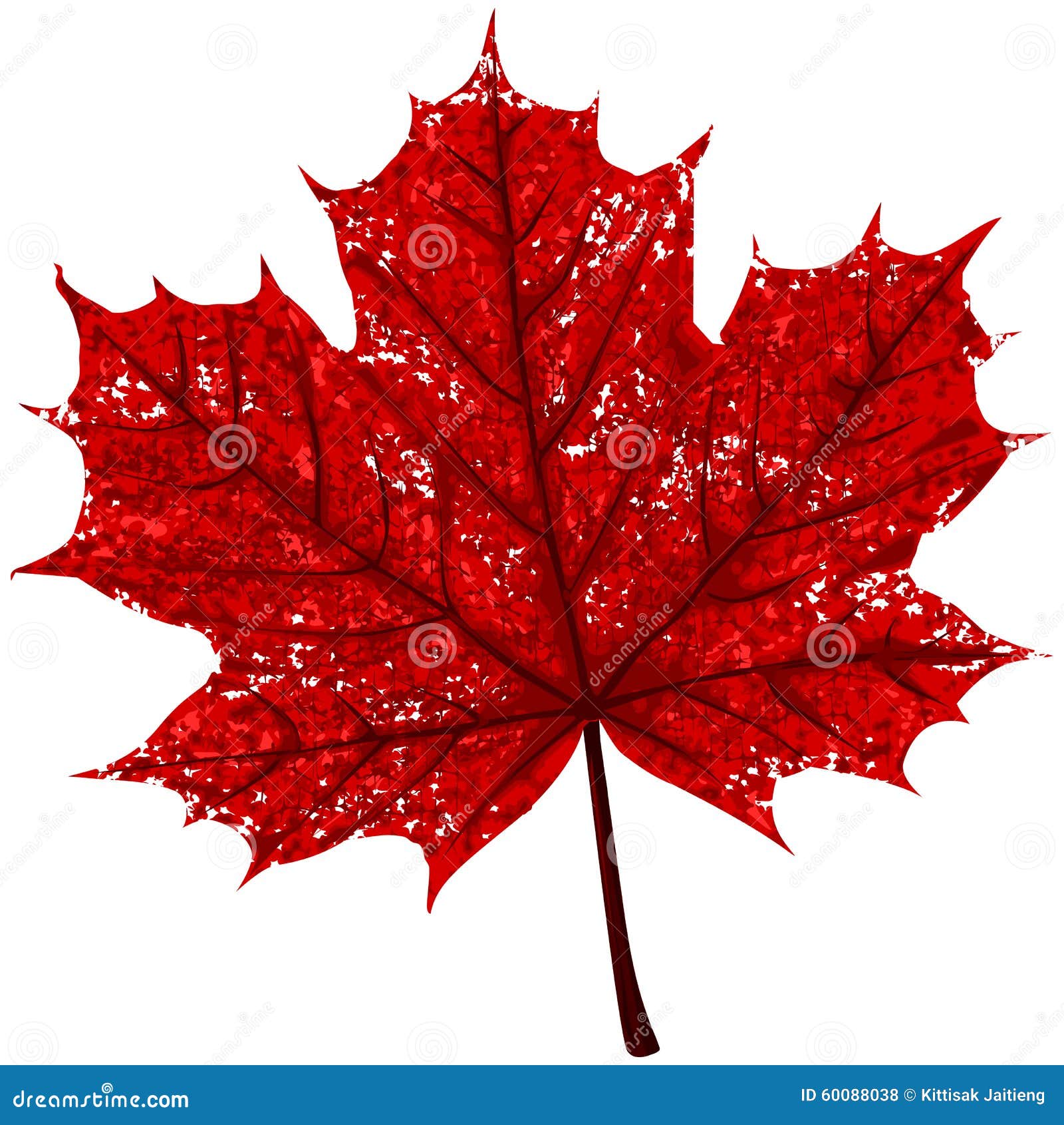 Maple stock vector. Illustration of tear, fall, autumn - 60088038