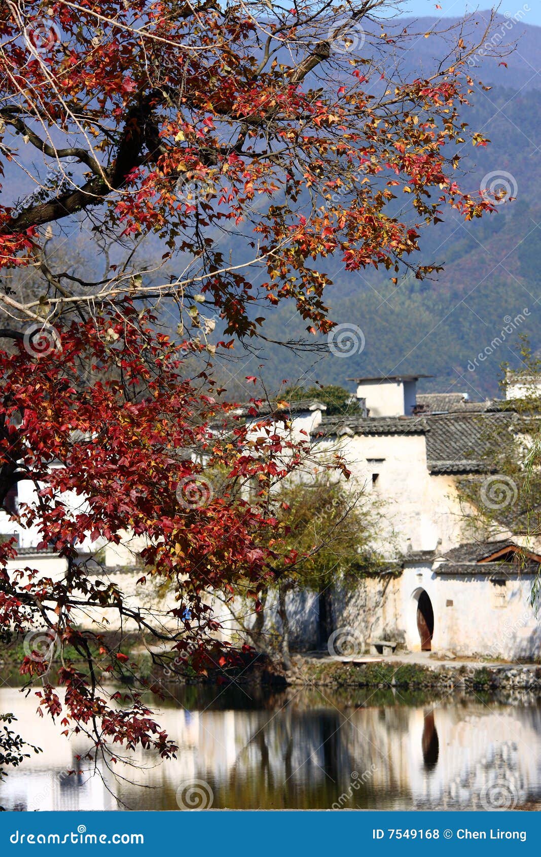 Maple and eaves stock photo. Image of flower, golden, nature - 7549168