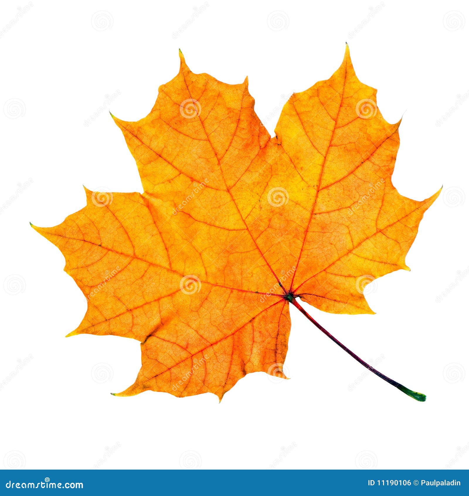 Maple fall leaf stock photo. Image of natural, colourful - 11190106