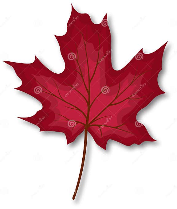 Maple Fall Leaf stock vector. Illustration of graphic - 259360755