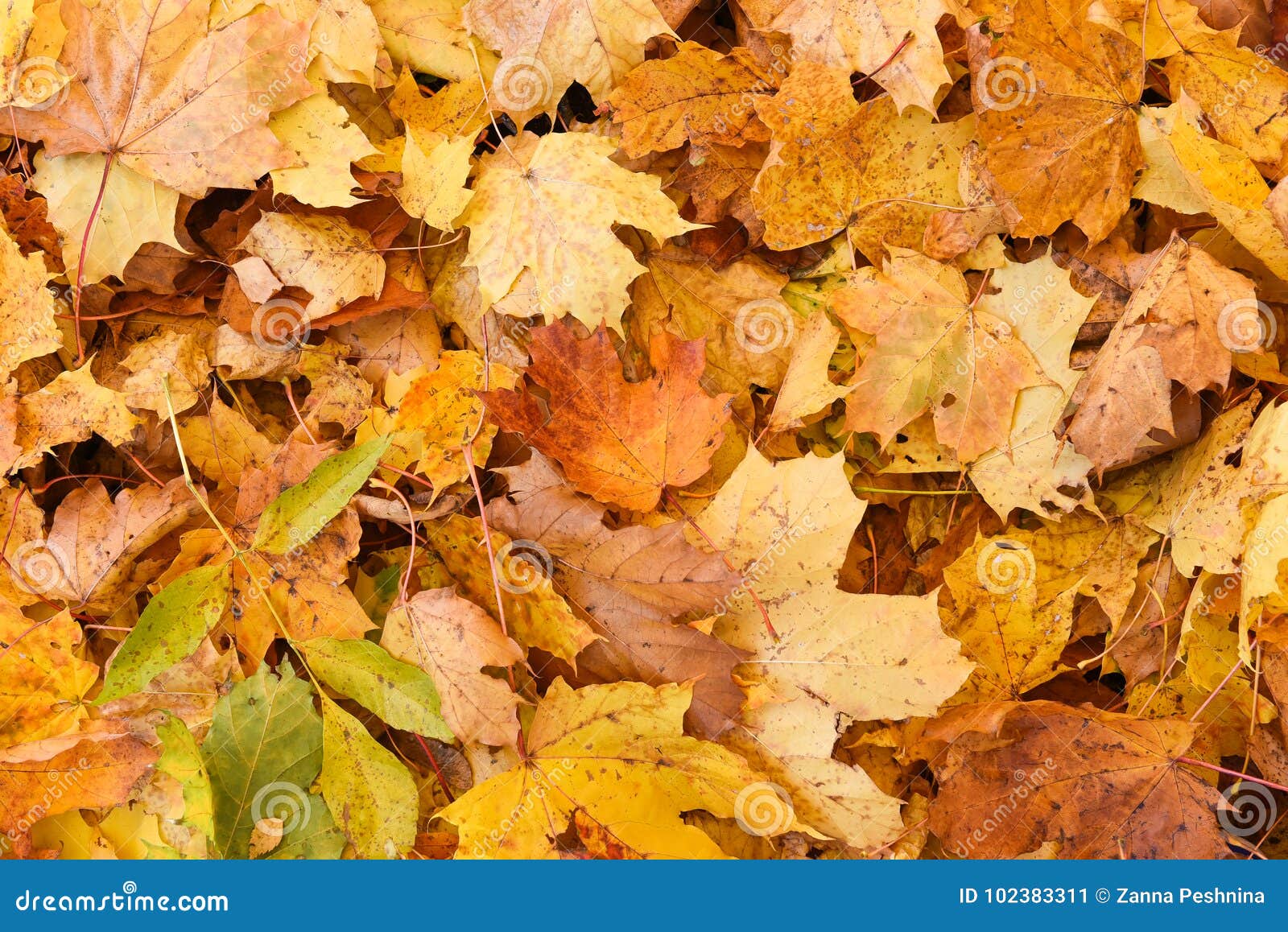 Maple Fallen Leaves Background Stock Image - Image of nature, leaf ...