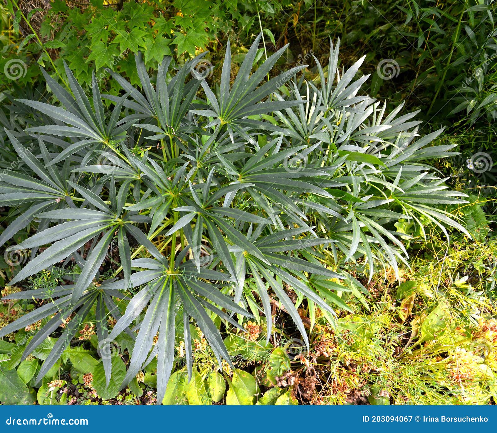 Maple Fan `Satzuki-Beni` Acer Palmatum Satsuki-Beni. Young Tree Stock ...