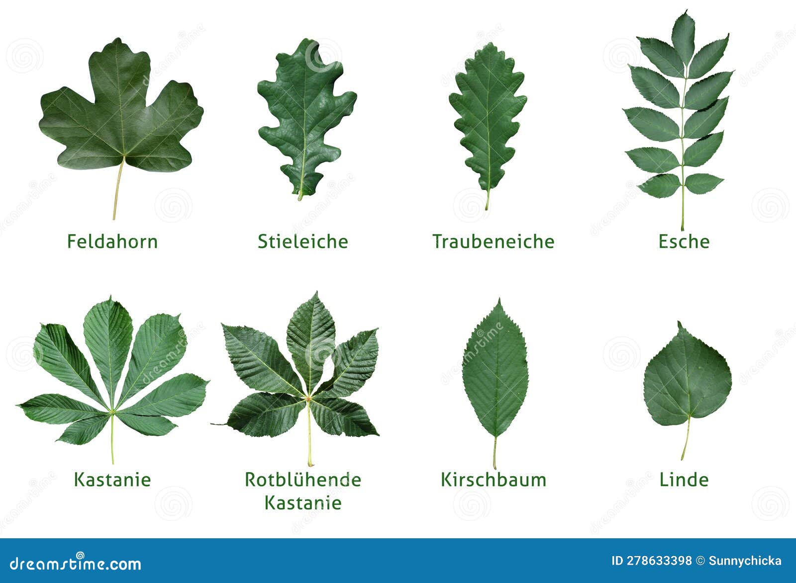Maple, Field Maple, Pedunculate Oak, Oak, Oak, Ash, Chestnut, Red Stock ... Maple, Field Maple, Pedunculate Oak, Oak, Oak, Ash, Chestnut, Red Stock ...
