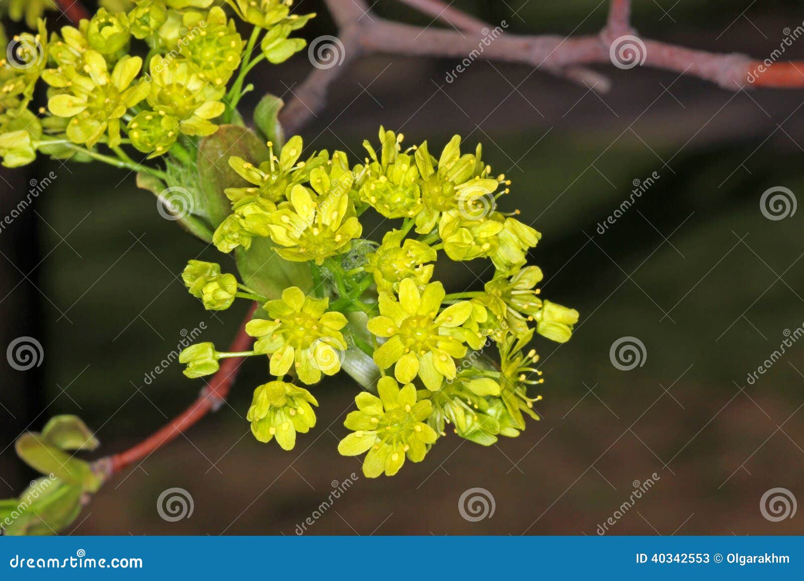 Maple flowers in spring stock image. Image of tree, flowers - 40342553