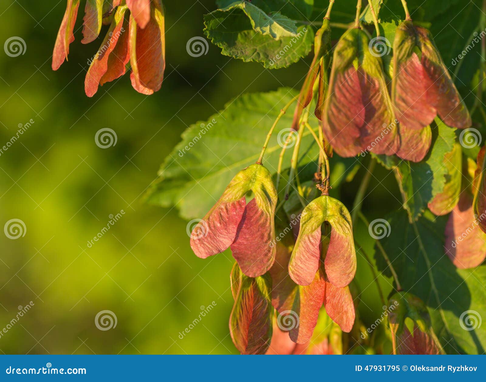 Maple Foliage and Winged Fruit Samara Stock Image - Image of flora ...