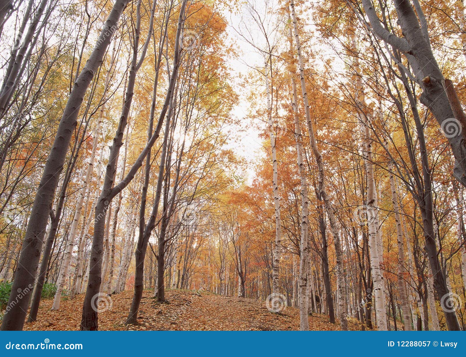 Maple forest stock image. Image of nature, open, tree - 12288057