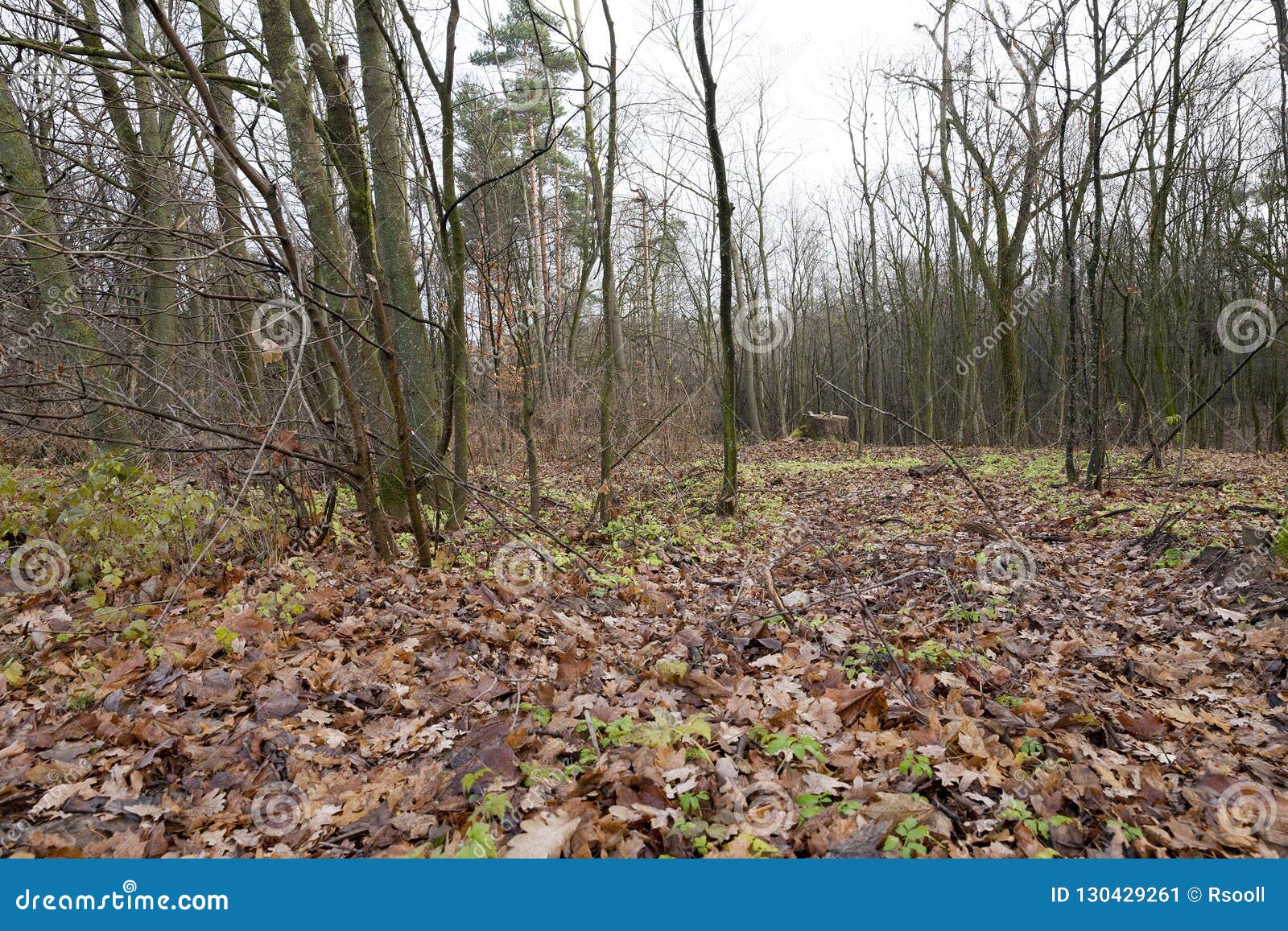 Maple forest in autumn stock image. Image of lush, branch - 130429261