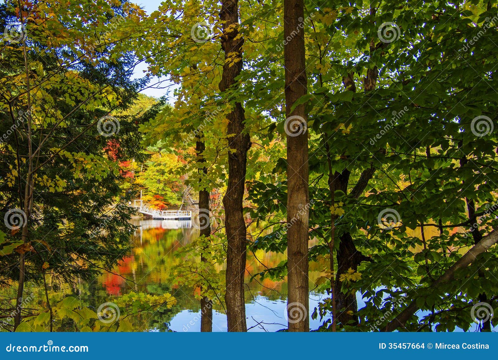 Maple forest in autumn stock photo. Image of beams, landscape - 35457664