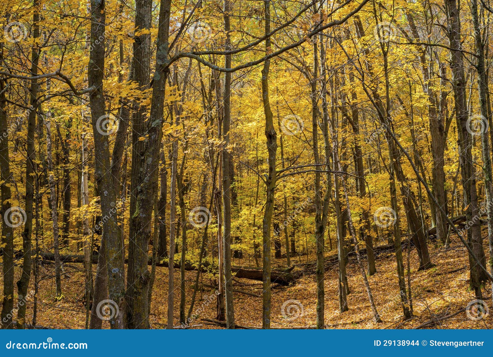 Maple forest floor, autumn stock photo. Image of nature - 29138944