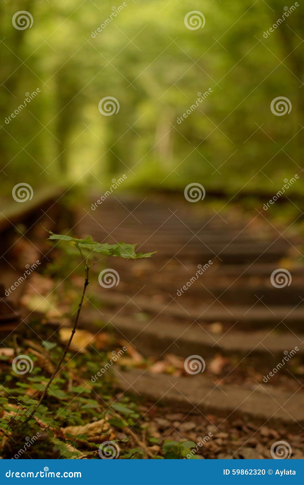 Maple in the forest stock photo. Image of trees, freedom - 59862320