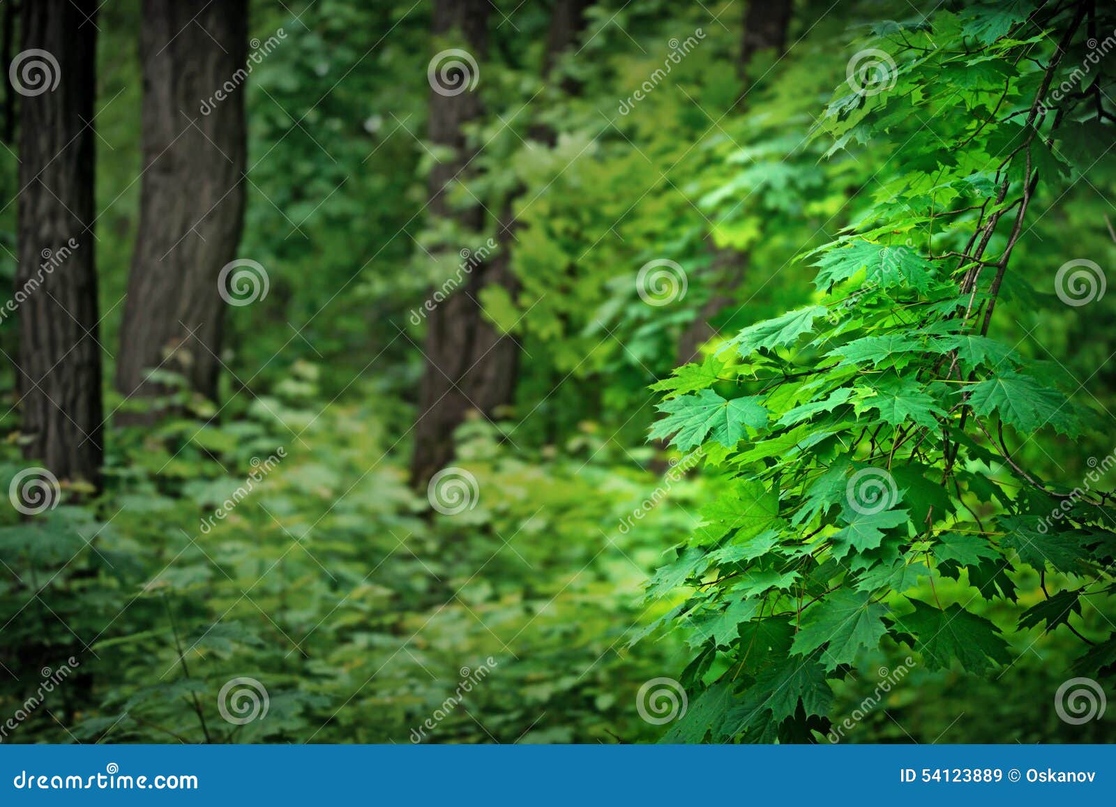 Maple forest stock image. Image of leaf, backgrounds - 54123889
