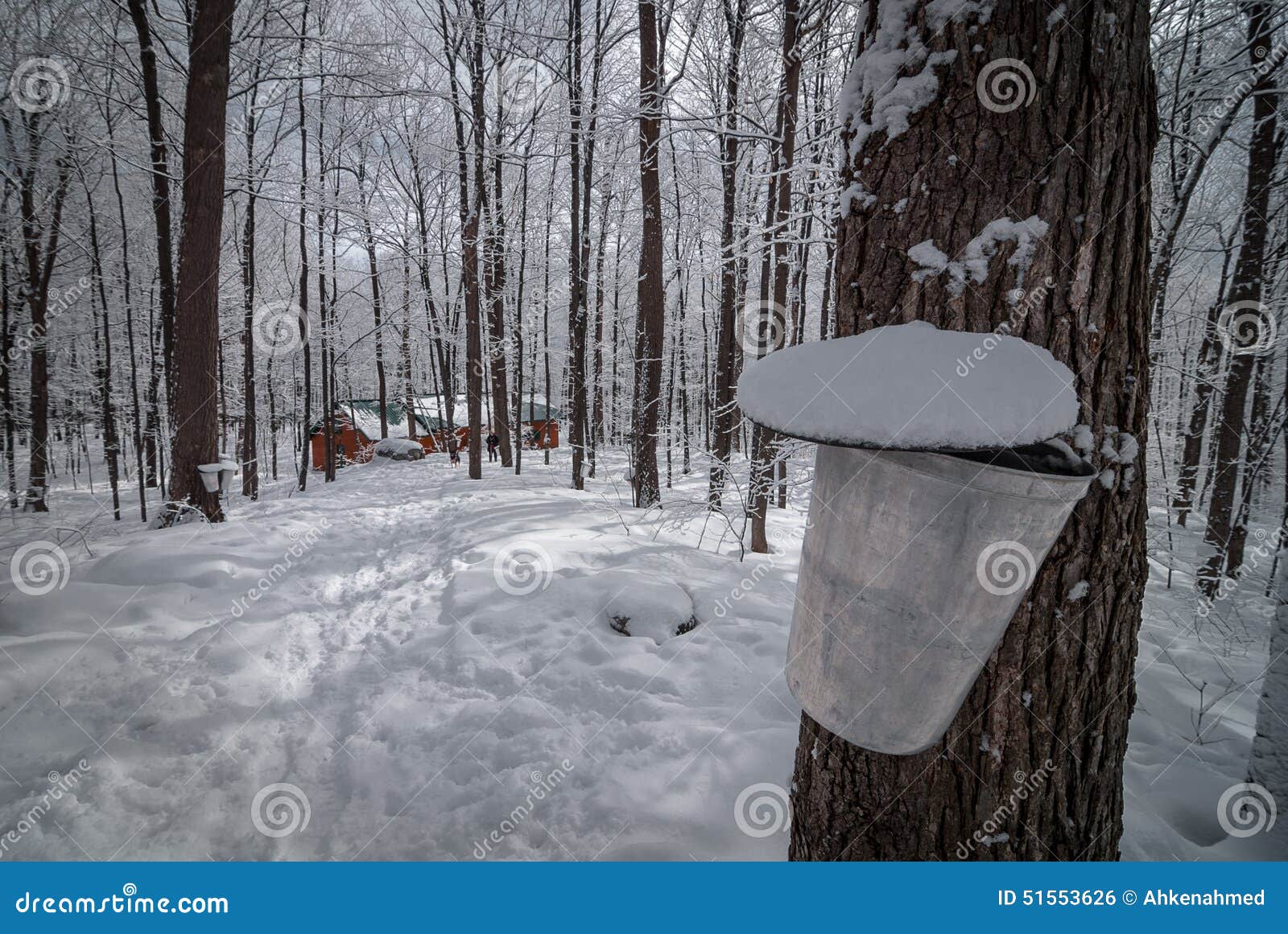 Maple Syrup Sap Bucket and Maple Sugar Shack in a Winter Woods. Stock ...