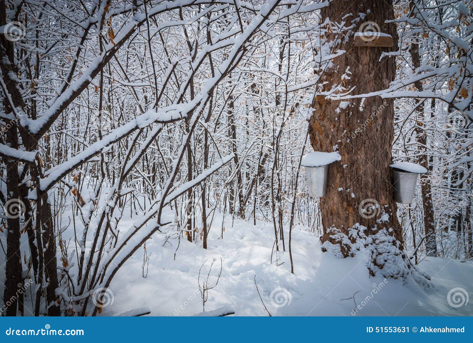 Maple Syrup Sap Buckets on Maple Trees in a Winter Woods. Stock Image ...