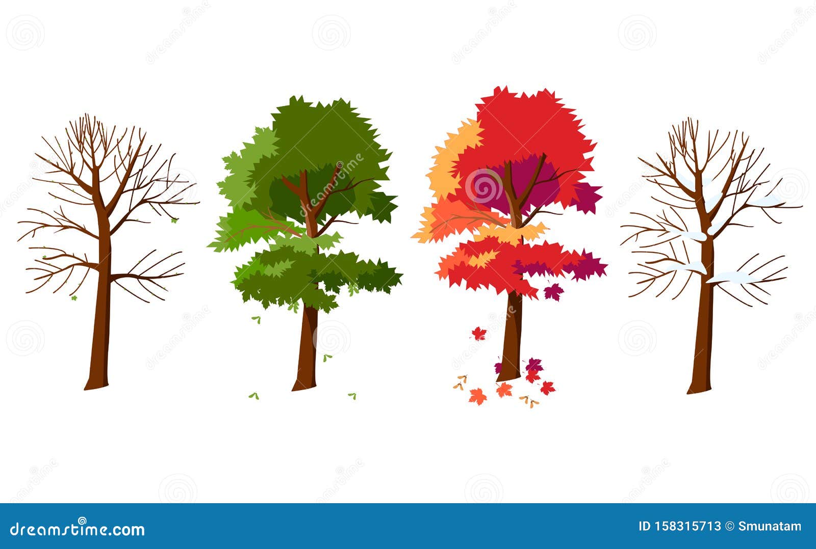 Maple in four seasons stock illustration. Illustration of fall - 158315713