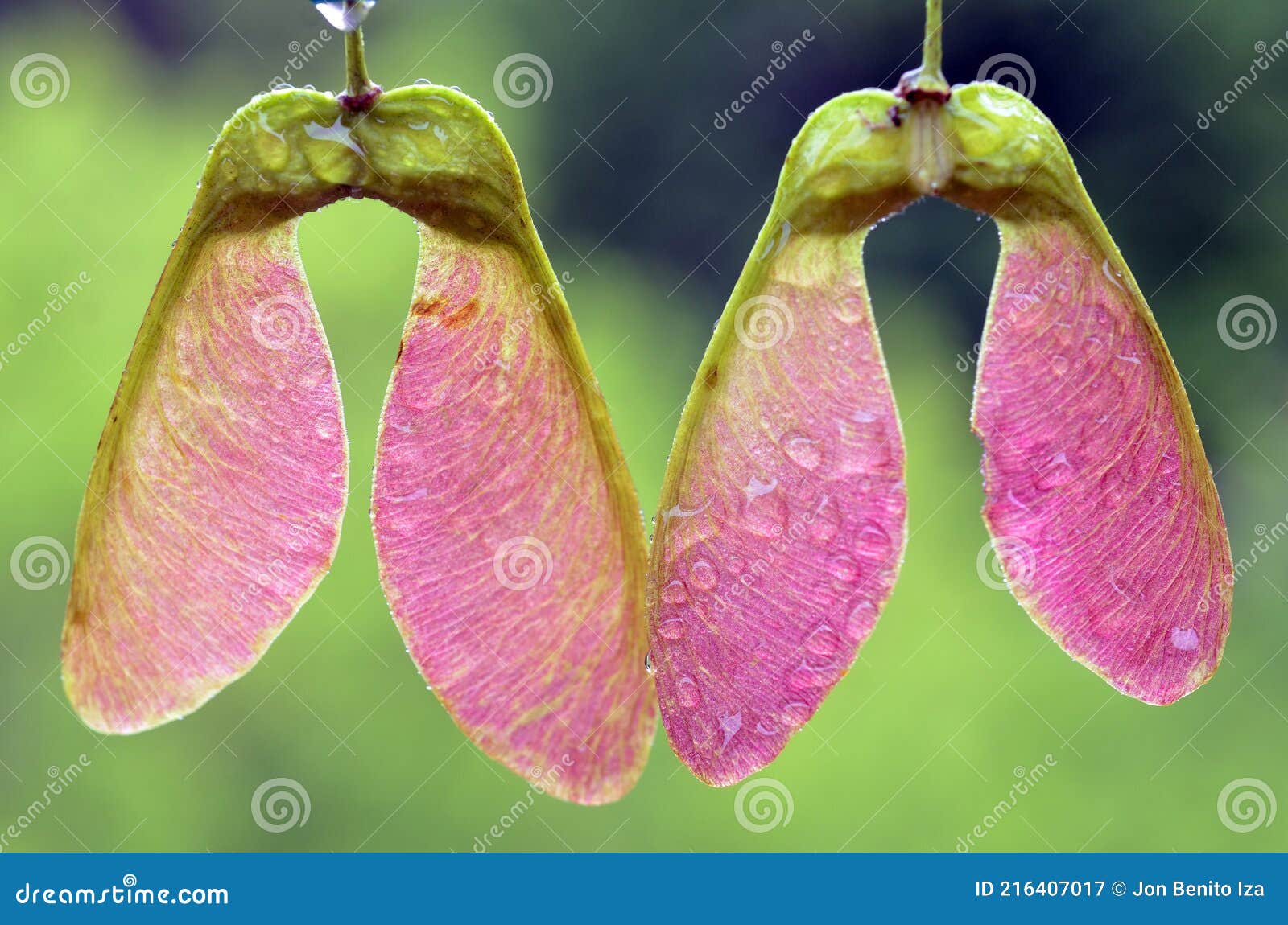 Winged Fruits of a Maple Acer Sp Stock Image - Image of seed, botany ...