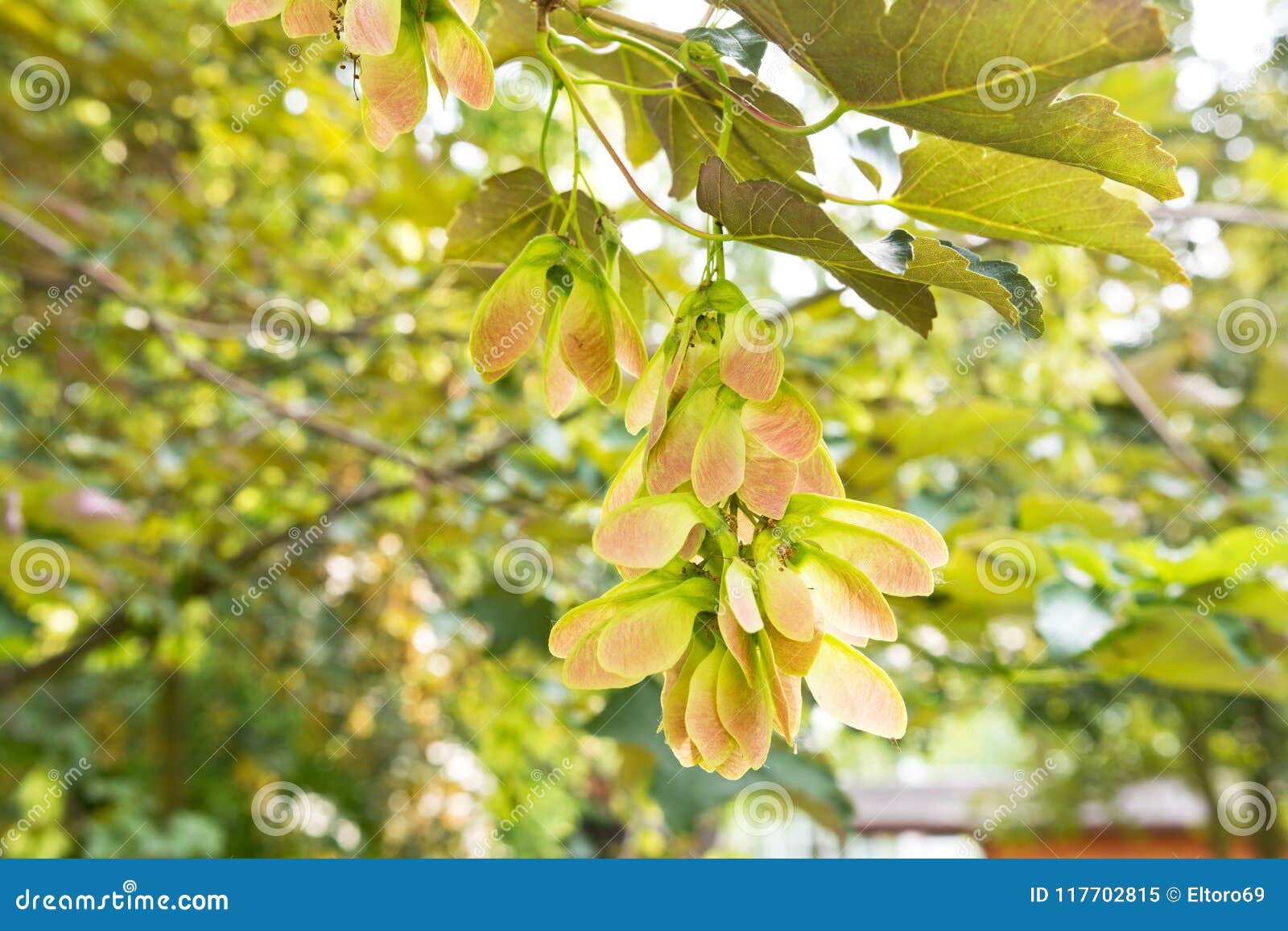 Maple fruits or samaras stock image. Image of keys, ecology - 117702815