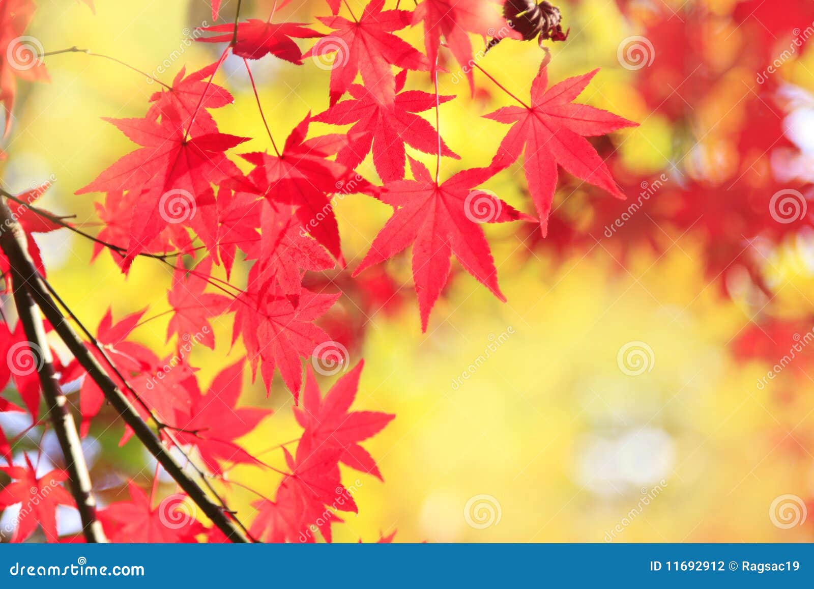 Maple Glow stock photo. Image of trees, twigs, stem, tree - 11692912