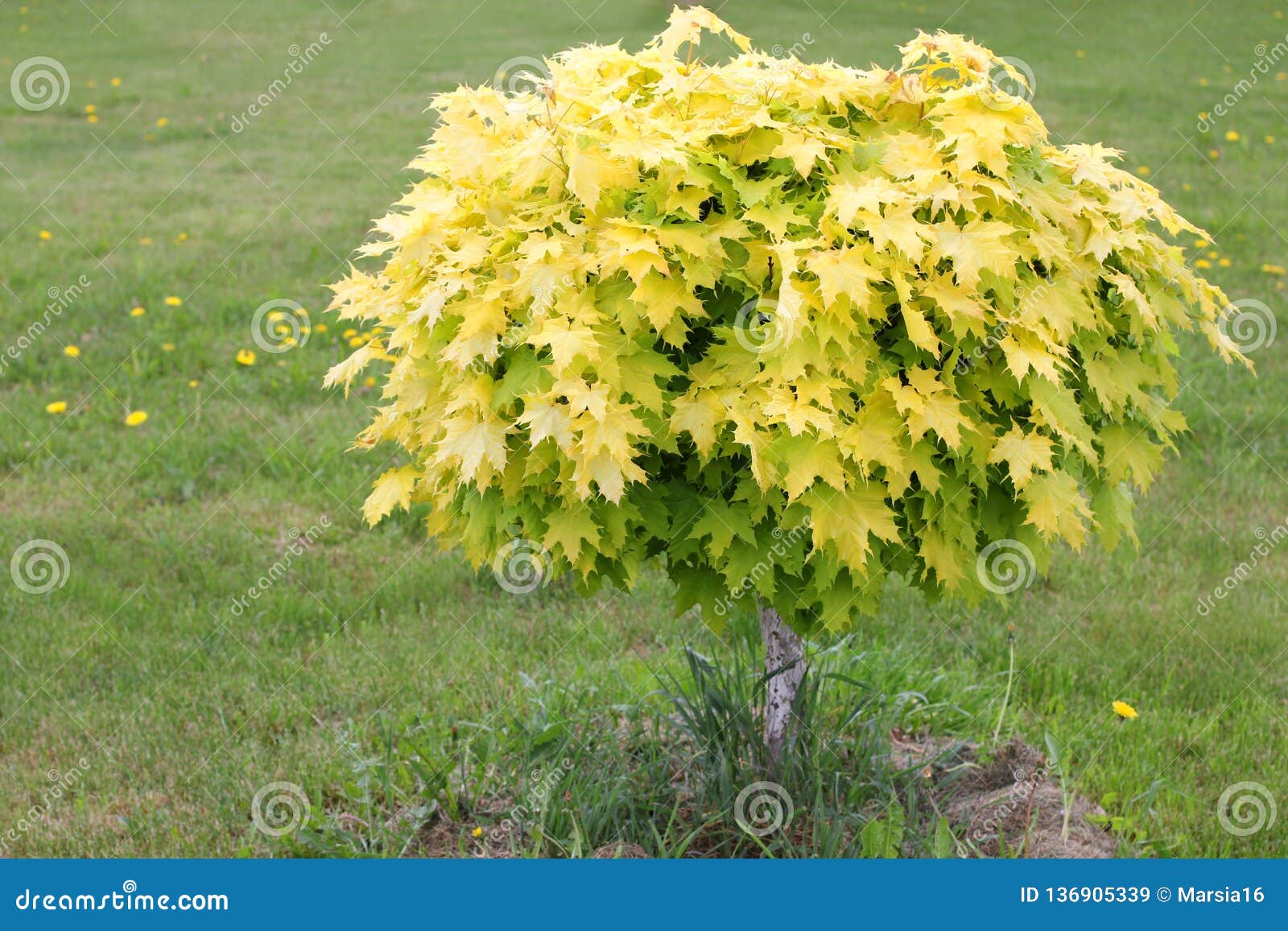 Maple Golden Globe stock image. Image of design, gardering - 136905339