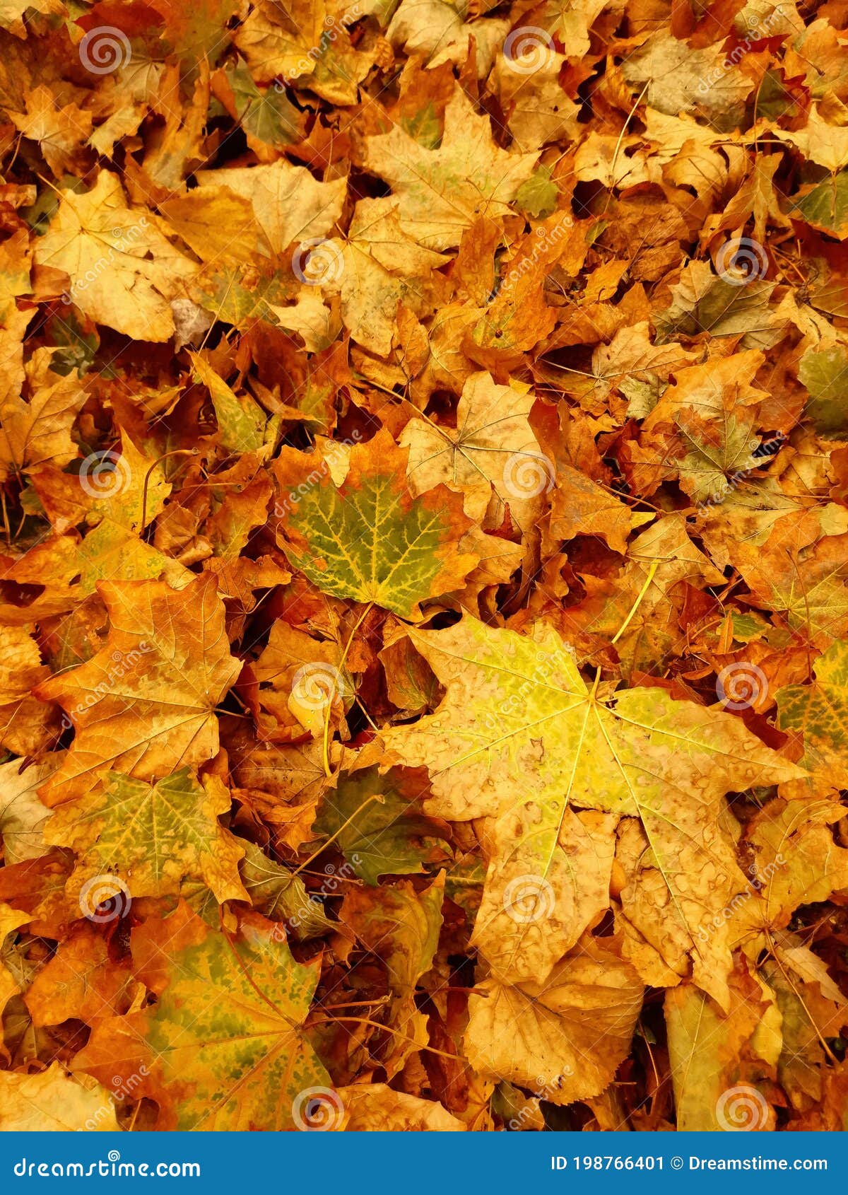 Maple Golden Leaf Fall after an Autumn Rain Stock Image - Image of ...