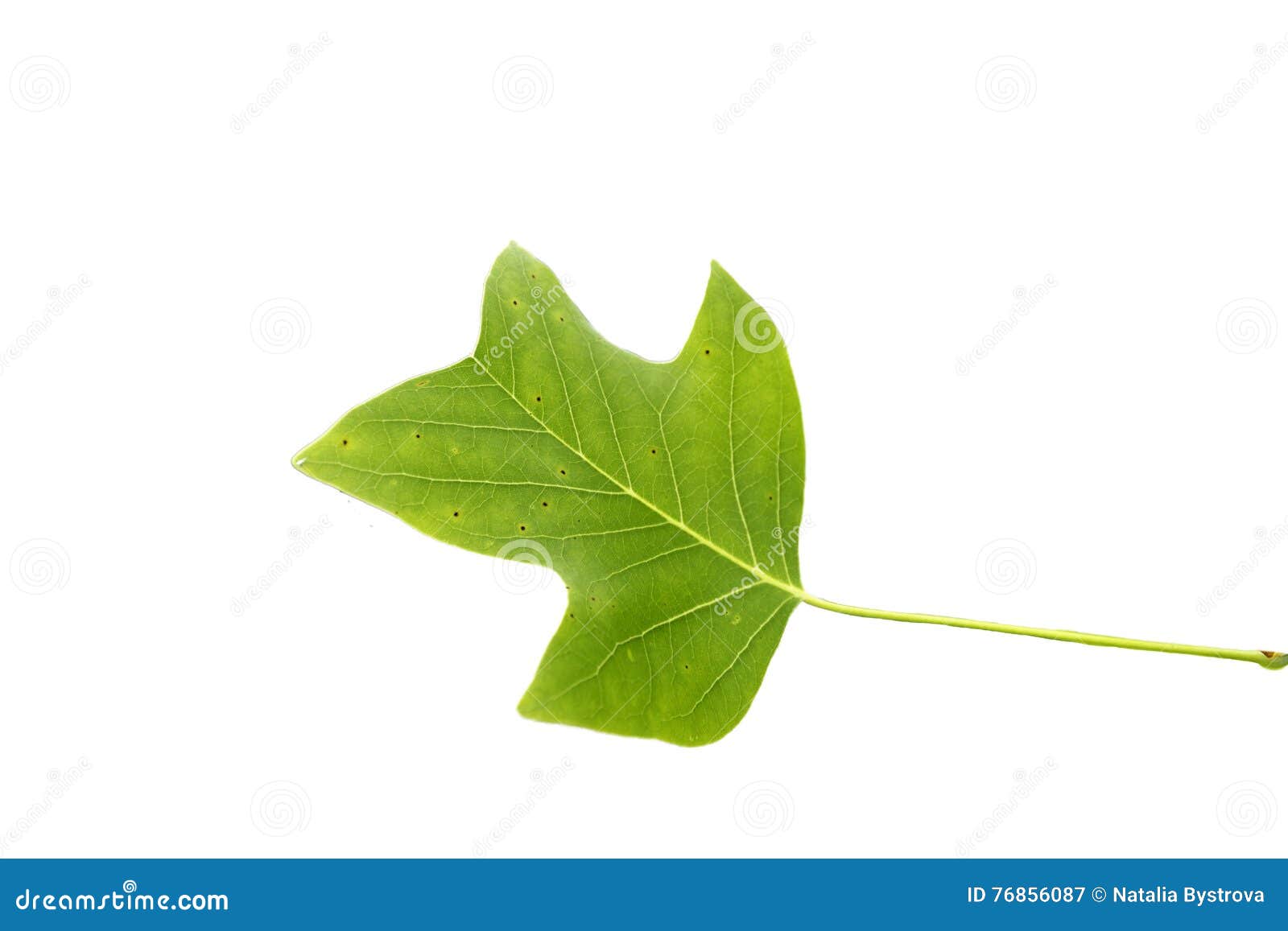Maple green leaf isolated stock image. Image of fall - 76856087