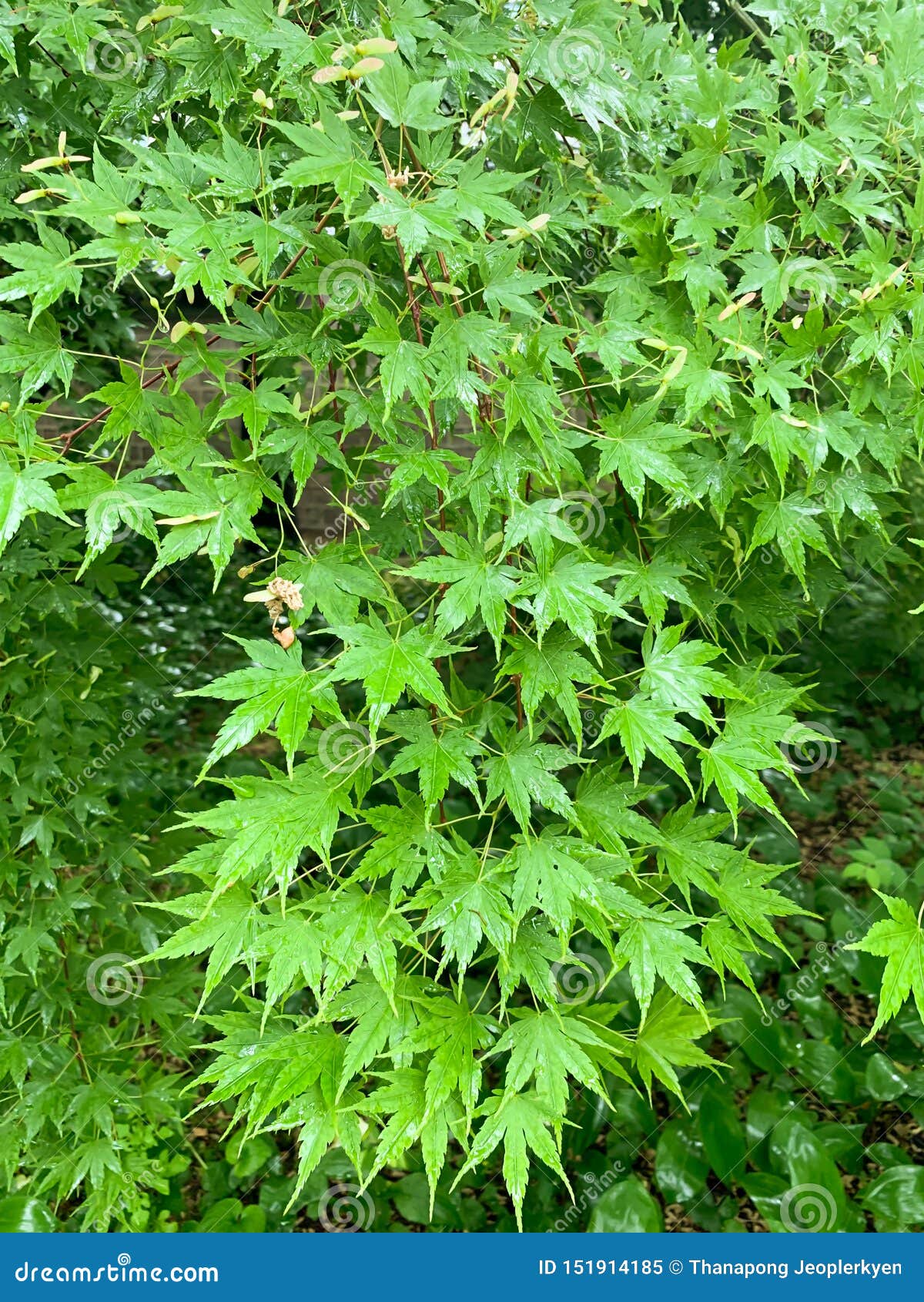 The Maple Green Leaves Background Stock Image - Image of leaf, closeup ...