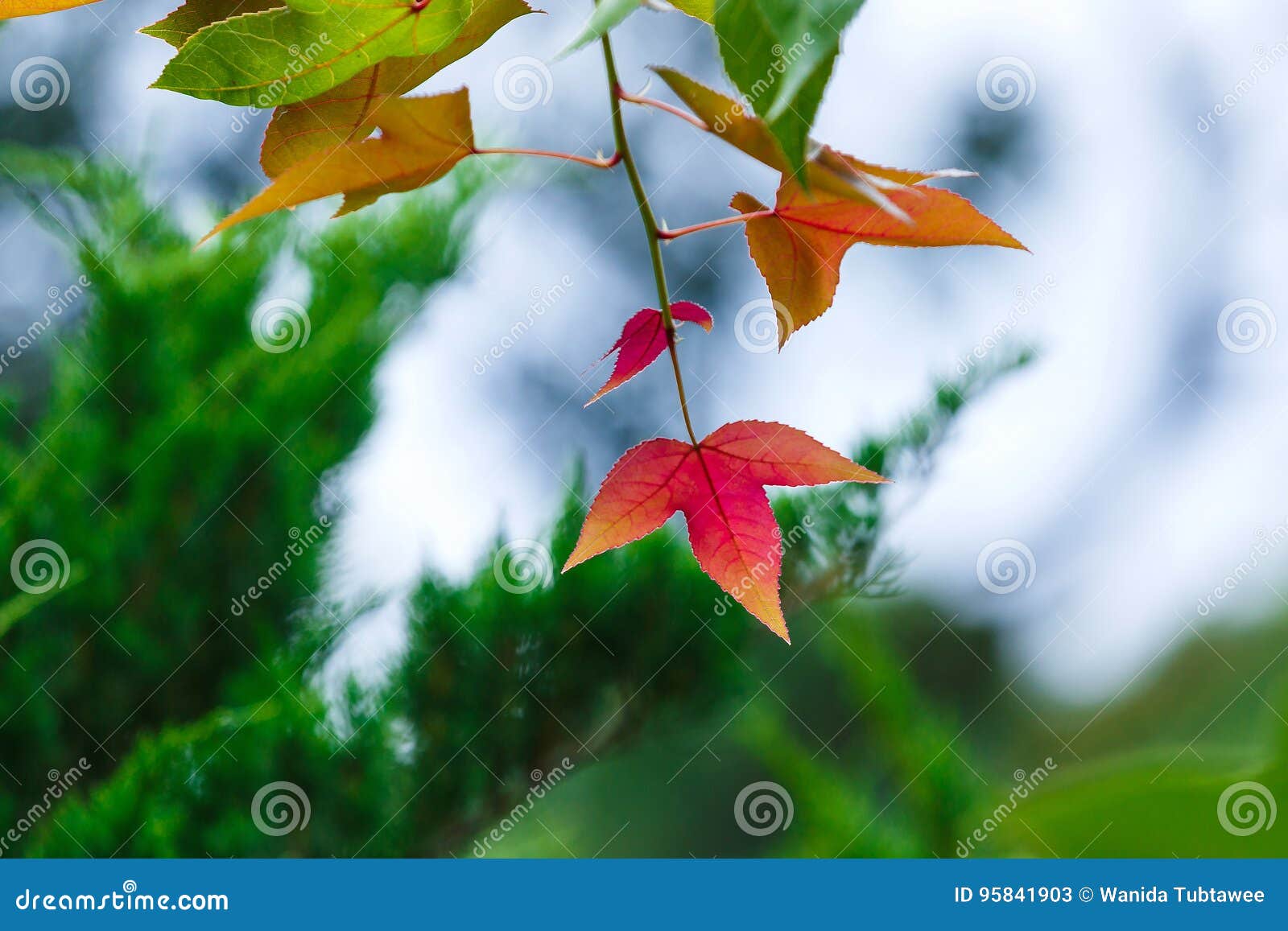 Maple,green and Red Maple Leaves Sunlight . Stock Image - Image of ...