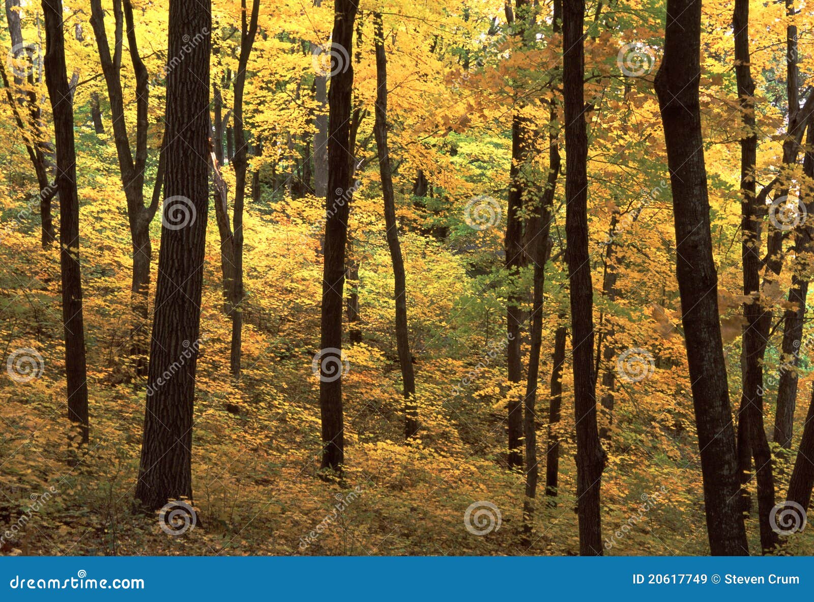Maple Grove in Fall stock image. Image of maple, forest - 20617749