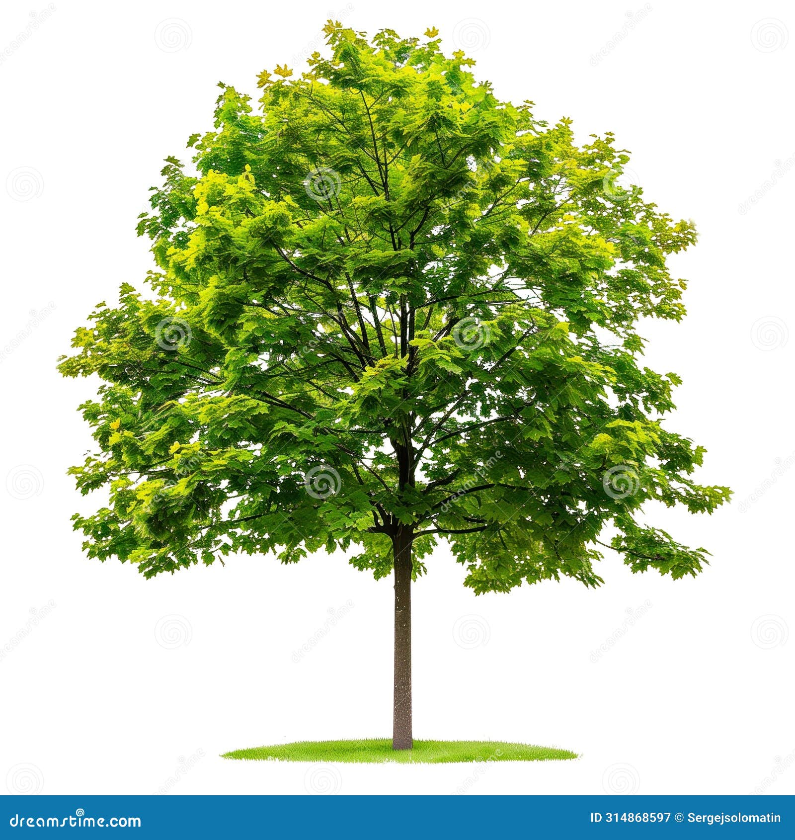 Maple Isolated on a White or Transparent Background. Maple Tree with ...