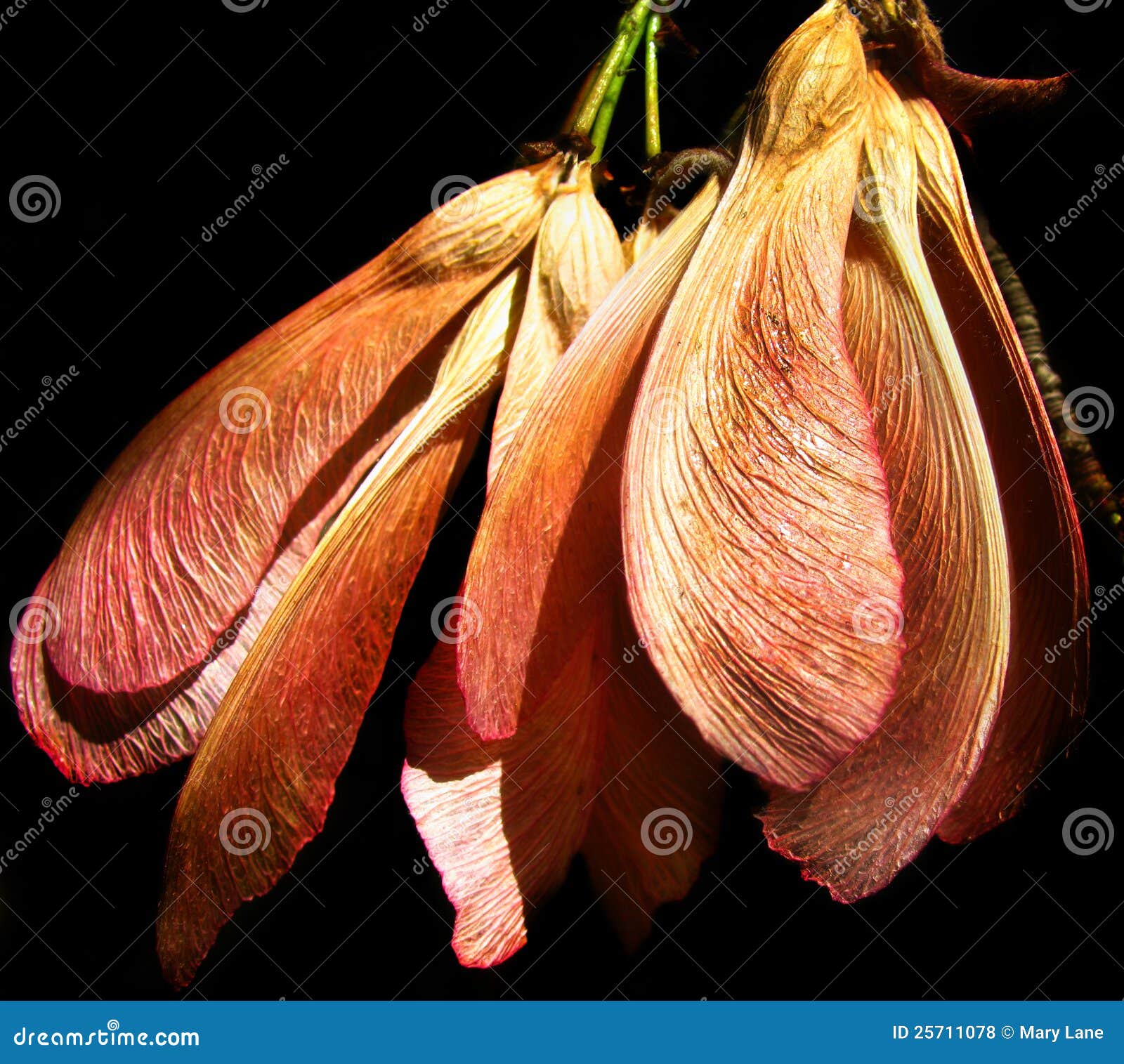 Maple Keys stock photo. Image of seedling, seed, flora - 25711078