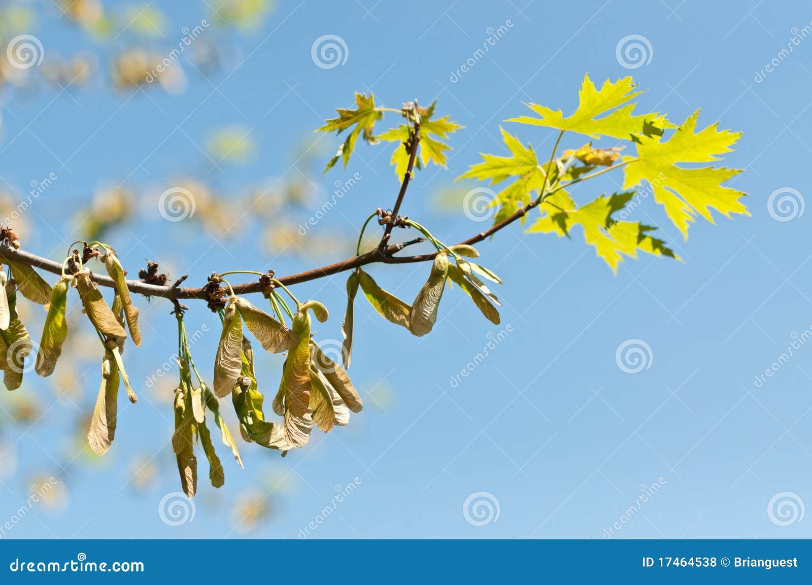 Maple Keys and Leaves on a Branch in Spring Stock Photo - Image of ...